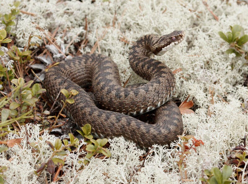 Adder stock image. Image of angry, defense, moss, poison - 50640667