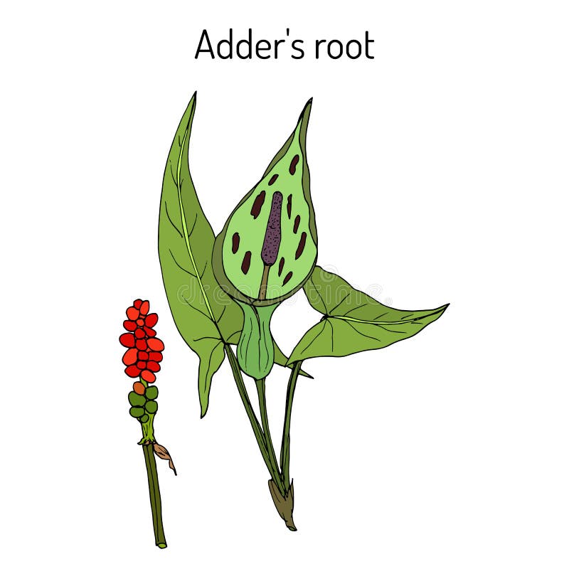Arum Stock Illustrations – 434 Arum Stock Illustrations, Vectors ...