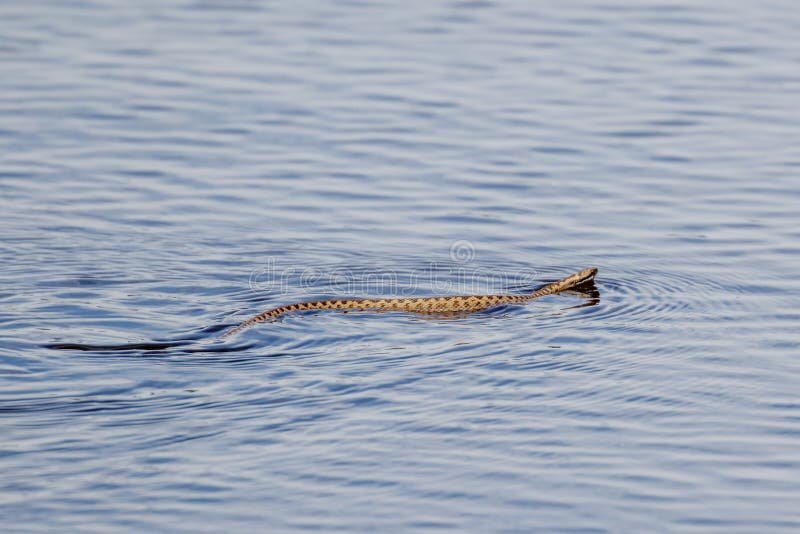 Adder Snake Vipera Berus Swimming Stock Image - Image of scales, viper ...