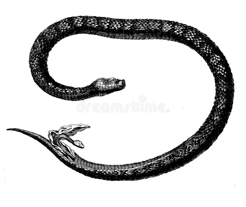 Adder stock vector. Illustration of lithography, artwork - 45687078