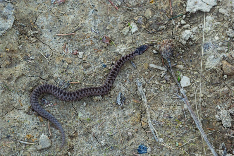 Adder Viper Snake Vipera Berus Getting Away from the Stone Stock Image ...