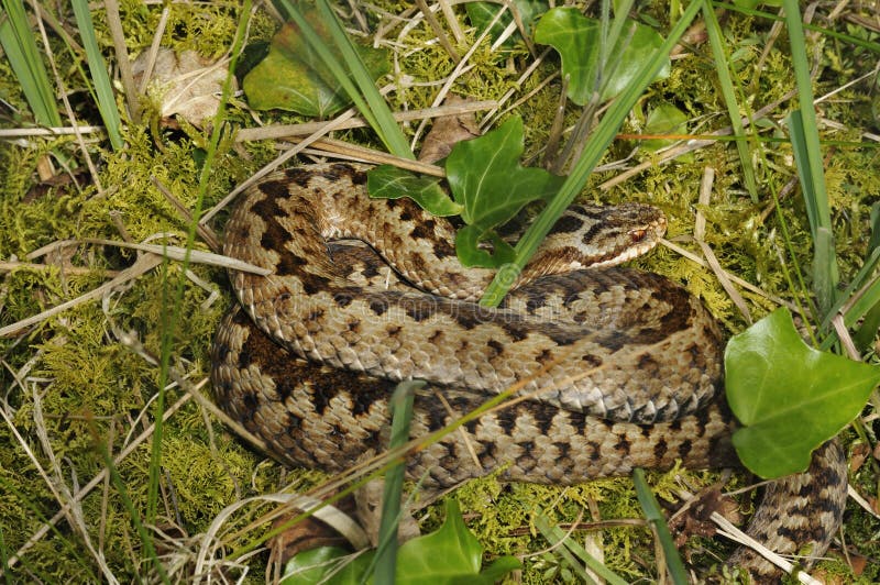 Adder stock image. Image of hampshire, wild, poisonous - 41566593