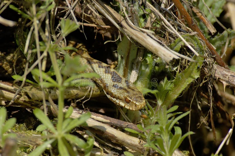 Adder stock photo. Image of wild, spring, vipera, adder - 189469120