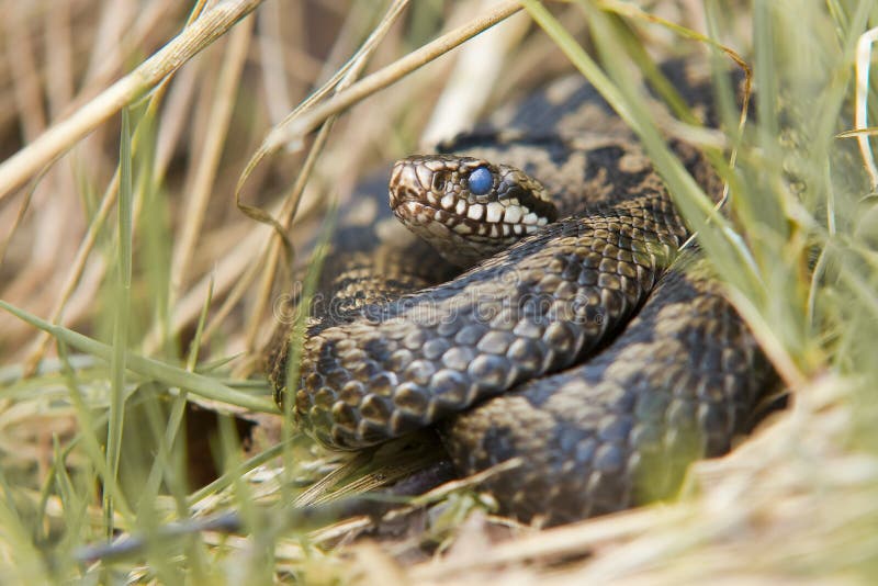 Adder (Vipera berus) stock image. Image of berus, scales - 12958407