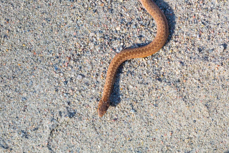 Adder (Vipera Berus) Basking on Sun Stock Image - Image of sand, adder ...