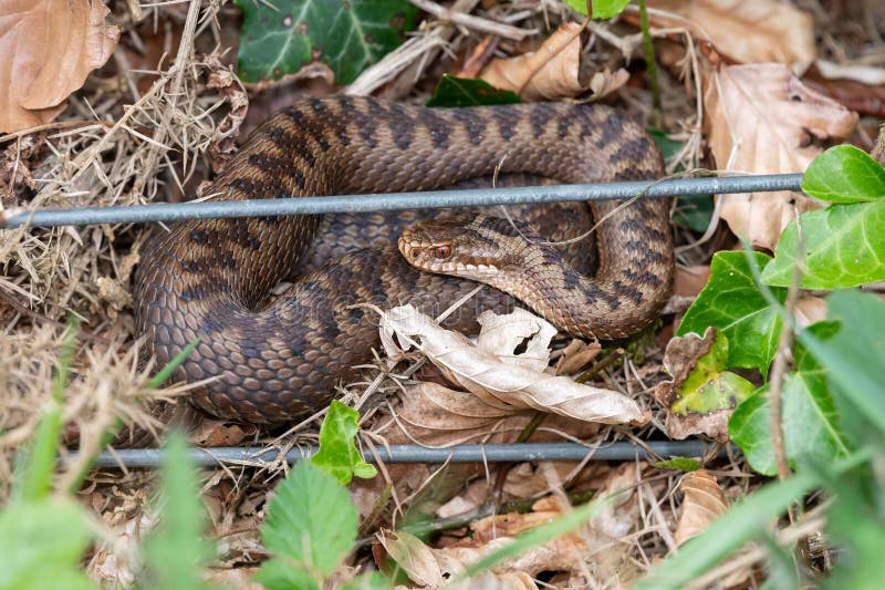 Adder (vipera berus stock image. Image of animal, fauna - 326836601