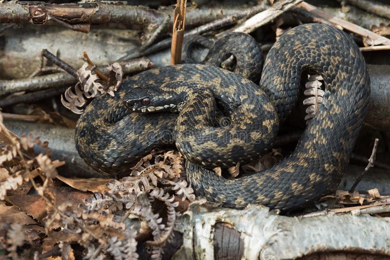 Adder Vipera berus stock image. Image of fangs, carnivore - 109778703