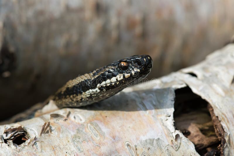 Adder (Vipera Berus) stock photo. Image of reptile, organism - 77927666