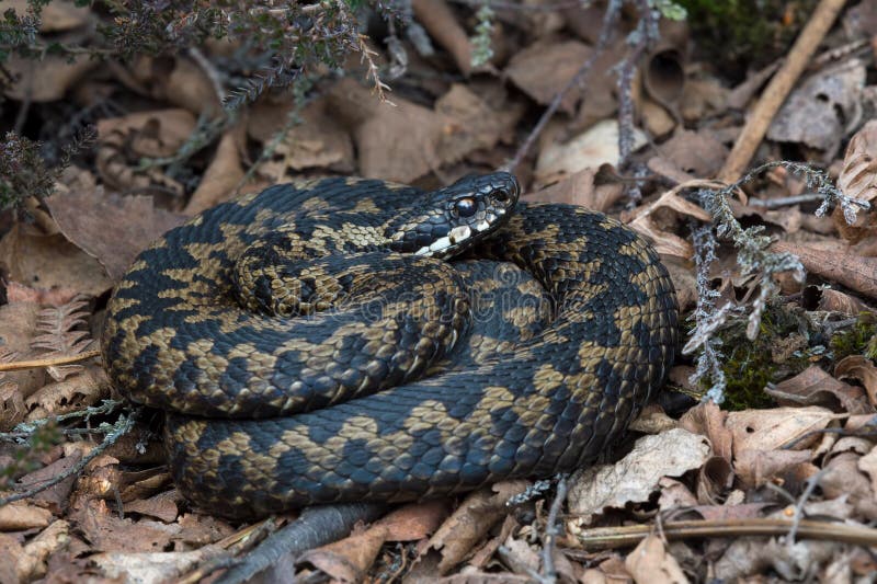 Adder (Vipera Berus) stock photo. Image of forked, hibernation - 62902608