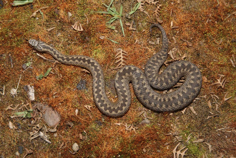 Vipera Berus Snake Head Detail 2 Stock Photo - Image of serpent, wild ...