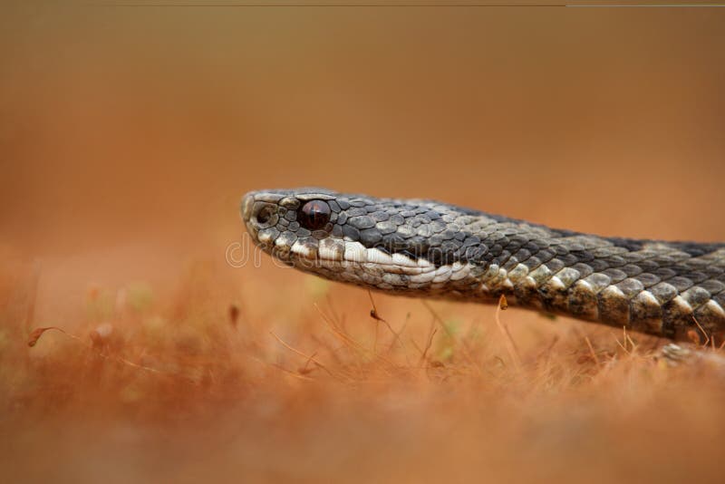 Adder, Vipera berus stock image. Image of organism, britain - 32693929