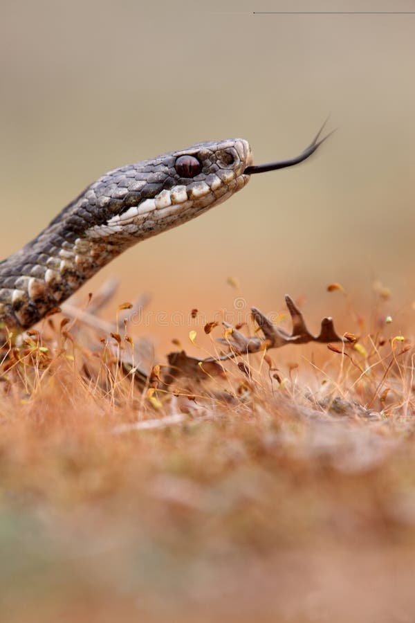 Peringuey s sand Adder stock image. Image of snakes, sandsnake - 12873279