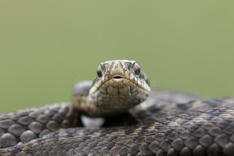 Adder, Vipera berus stock image. Image of snake, viper - 32693955