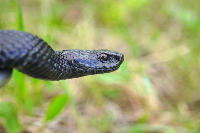 Adder (Vipera berus) stock photo. Image of animal, reptile - 210659714