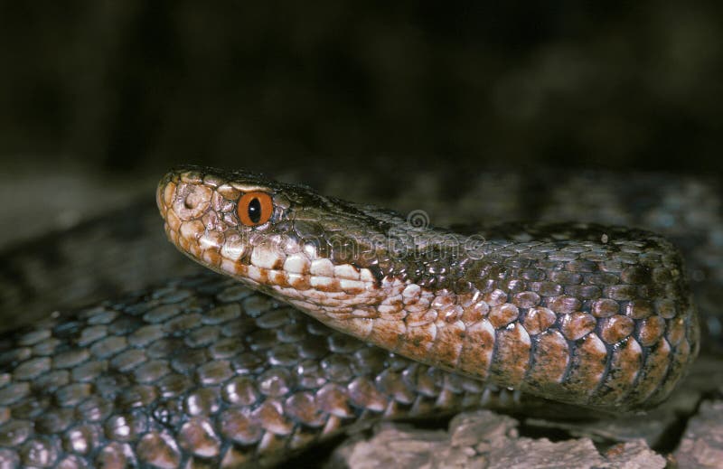 VIPERE PELIADE Vipera Berus Stock Image - Image of reptile, adder ...