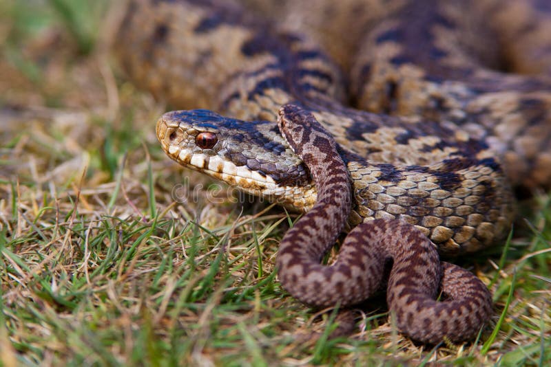Adder and Young (Vipera Berus) Stock Image - Image of common, baby ...