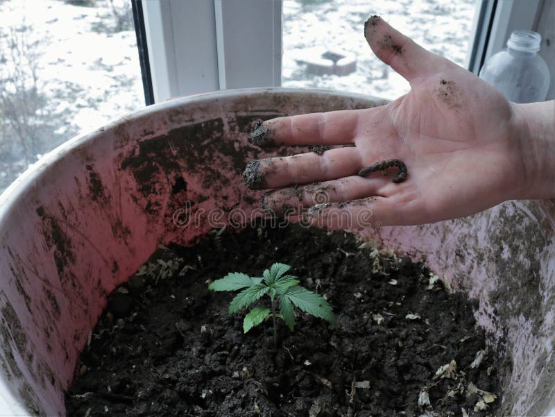 Adding Worms To Potting Soil for Growing Cannabis Stock Image - Image ... Adding Worms To Potting Soil for Growing Cannabis Stock Image - Image ...