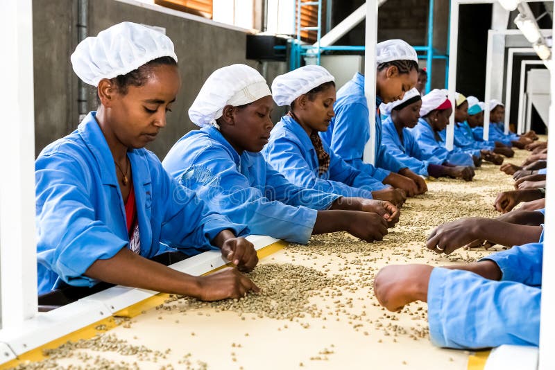Raw Coffee Bean Sorting and Processing in a Factory Stock Photo - Image ...