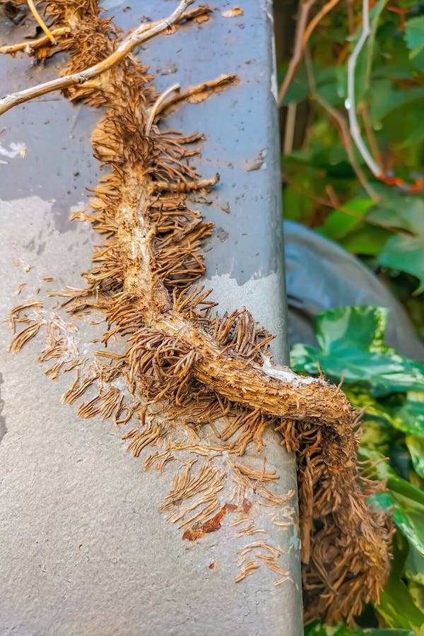 Additional Root Suckers on the Trunk of a Small Tree Have Grown and ...