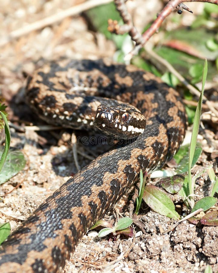 Addizionatrice Europea Comune (berus Del Vipera) Fotografia Stock ...