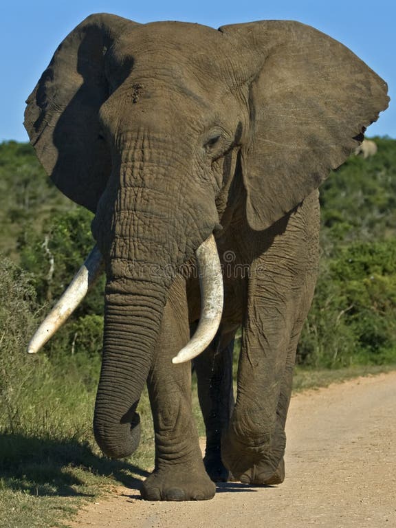 Addo Bull Elephant stock image. Image of africa, addo - 4118965