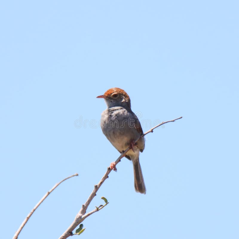 Addo Elephant National Park: Perched Neddicky Stock Photo - Image of ...