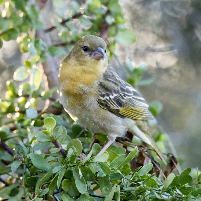 Addo Elephant National Park: Female Cape Weaver Closeup Stock Image ...