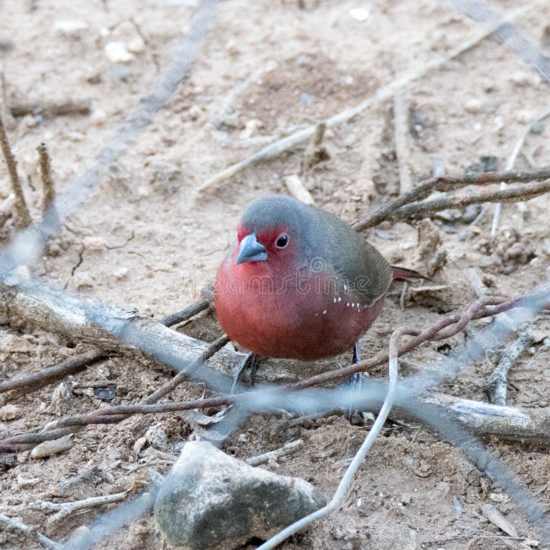 Addo Elephant National Park: African Firefinch Stock Photo - Image of ...