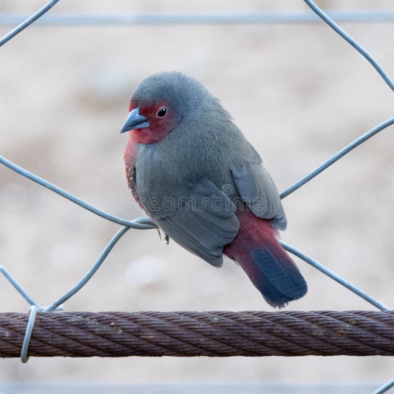 Addo Elephant National Park: African Firefinch Stock Photo - Image of ...