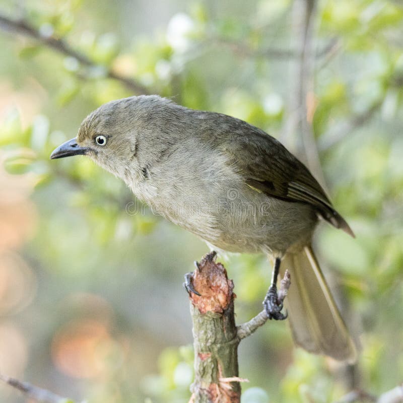 Addo Elephant National Park: Sombre Greenbul Stock Image - Image of ...