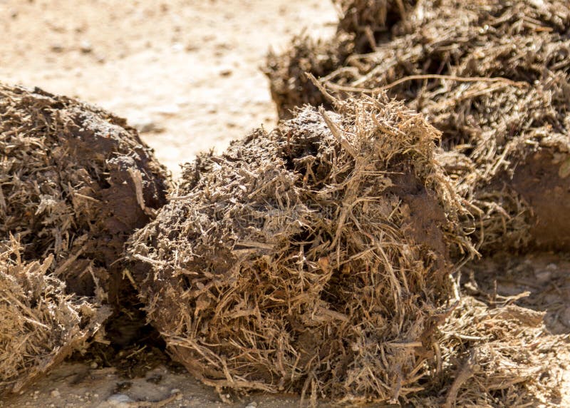 Addo Elephnt National Park: Elephant Dung Stock Photo - Image of faeces ...