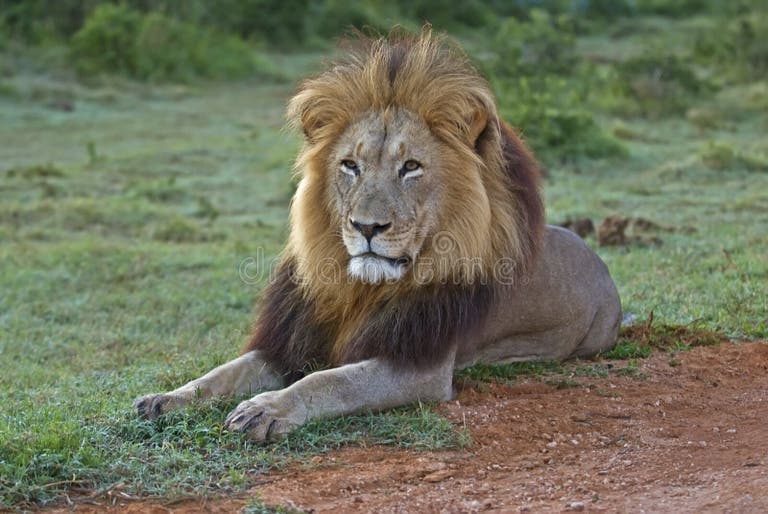 Addo Lion Tsama stock image. Image of claw, africa, tooth - 4187367