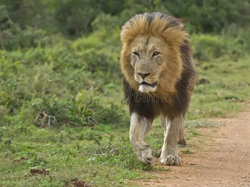 Prime Male Lion stock image. Image of mane, looking, horizontal - 9749759