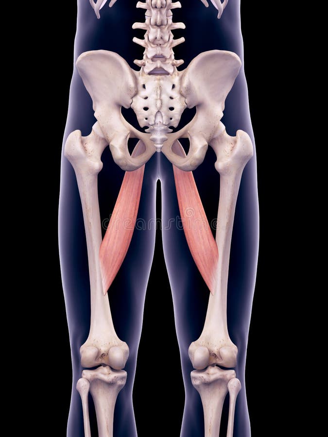 The adductor longus stock illustration. Illustration of bone - 56286746