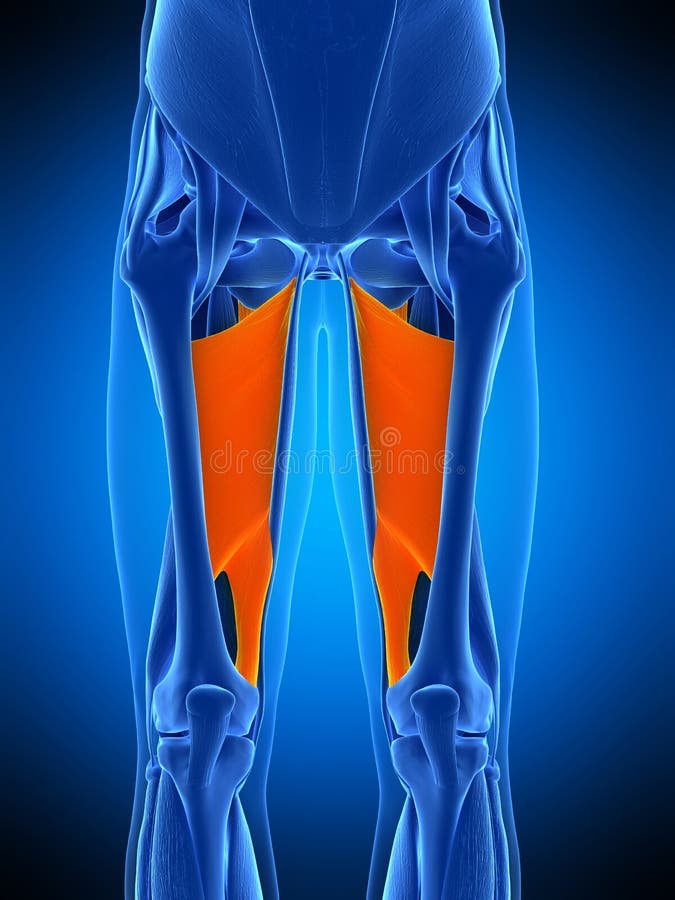 3d Illustration of the Adductor Longus Muscles on Xray Musculature ...