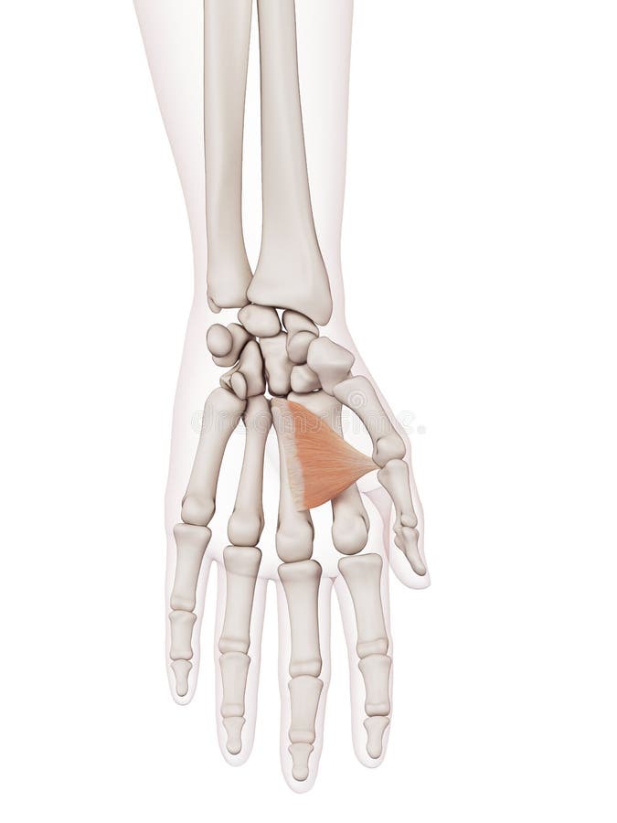 The adductor pollicis stock illustration. Illustration of skeleton ...