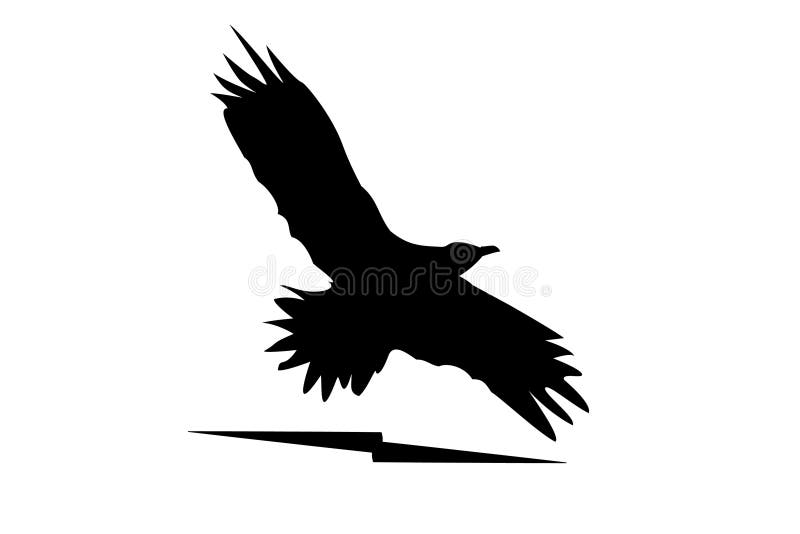 Silhouet van buizerd vector illustratie. Illustration of veer - 14038555