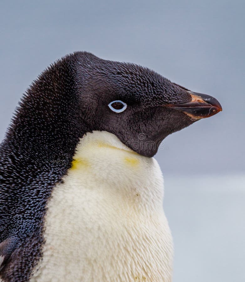 Adele Penguin Colony Prepares for Nesting Stock Image - Image of ...