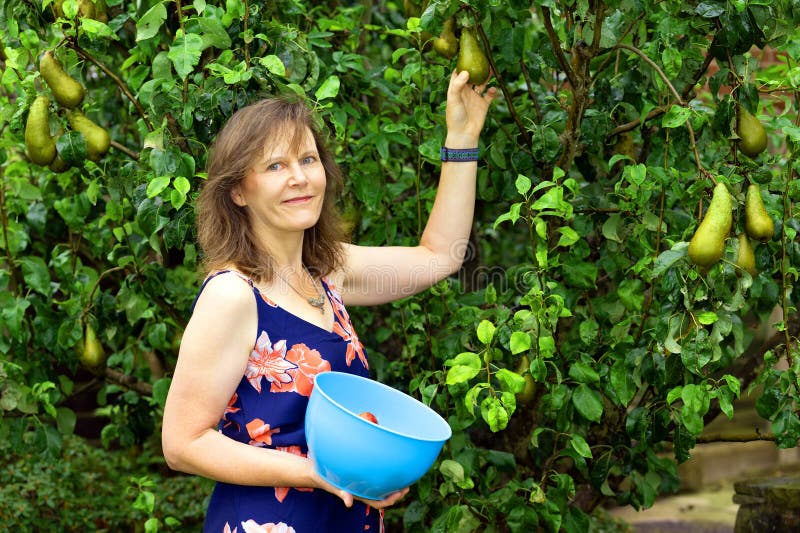 Adele Picking Conference Pears. Stock Photo - Image of adult, eating ...