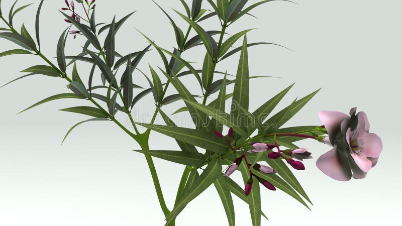 Adelfa del Nerium stock de ilustración. Ilustración de pétalo - 84226038