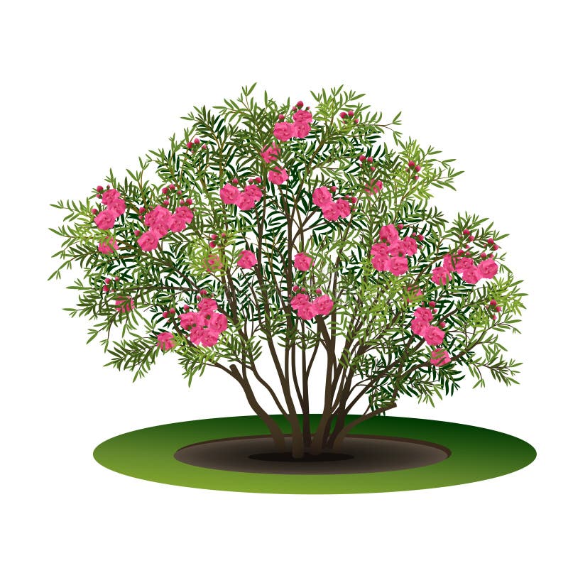 Adelfa Del Nerium De Bush Con Las Flores Rosadas Ilustración del Vector ...