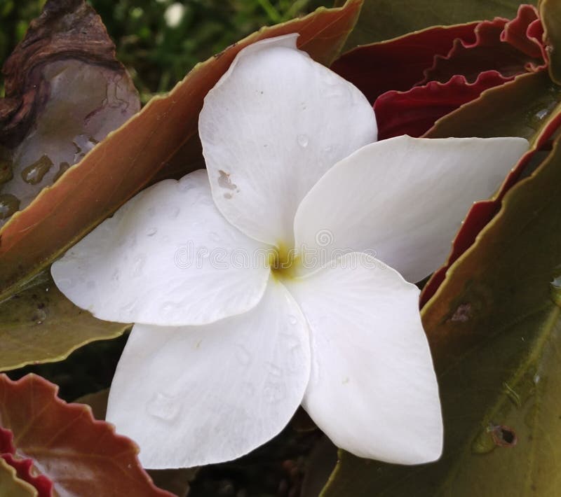 Adelfa stock image. Image of dazzling, flowers, good - 296608115