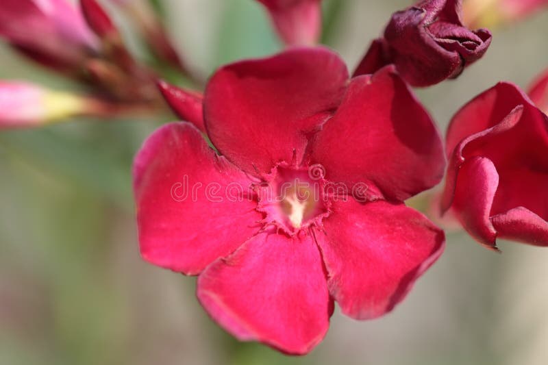 Adelfa Red Oleander stock photo. Image of showy, flowers - 301703534