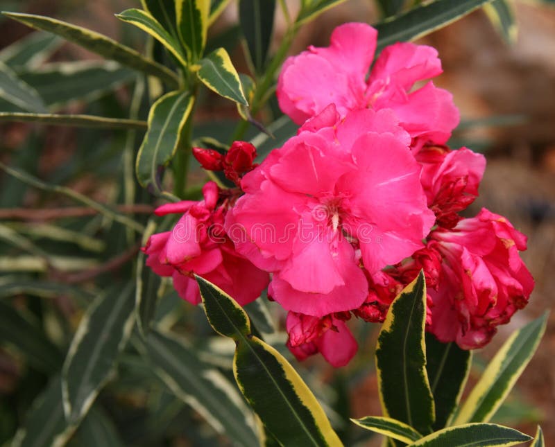 2,568 Adelfa Rojo Fotos - Libres de Derechos y Gratuitas de Dreamstime