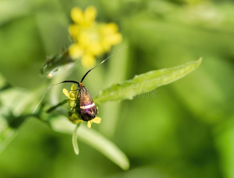 The Adelidae or Fairy Longhorn Moths Stock Image - Image of leaf ...