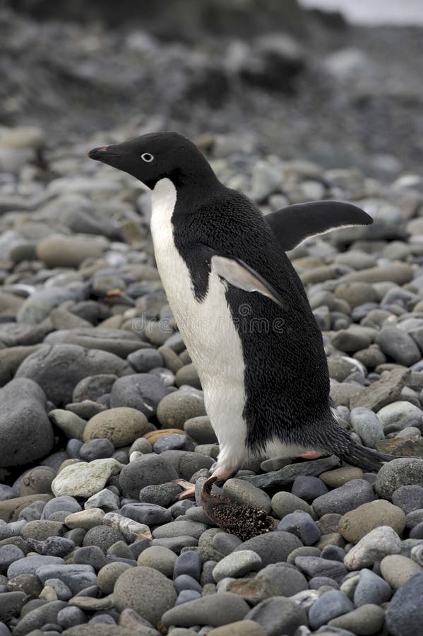 Pingwin Adeli Antarktyda zdjęcie stock. Obraz złożonej z morze - 14117510