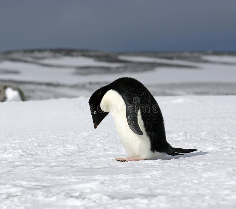 Adelie Bowing stock image. Image of bend, blue, cute, frozen - 8426069