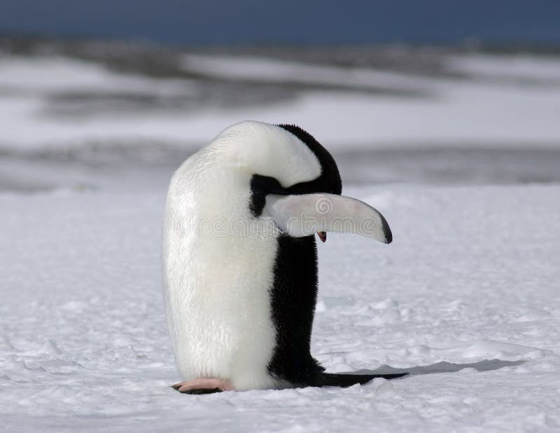 Penguin Hiding And Resting In Its Nest Below Earth In The Nobbies ...