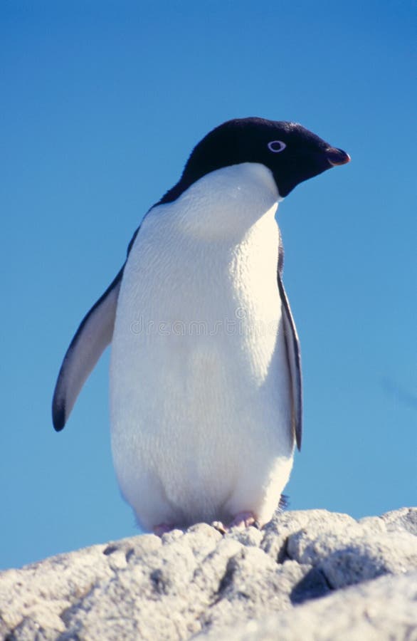 Adelie Penguin stock photo. Image of south, adelie, snow - 13169814