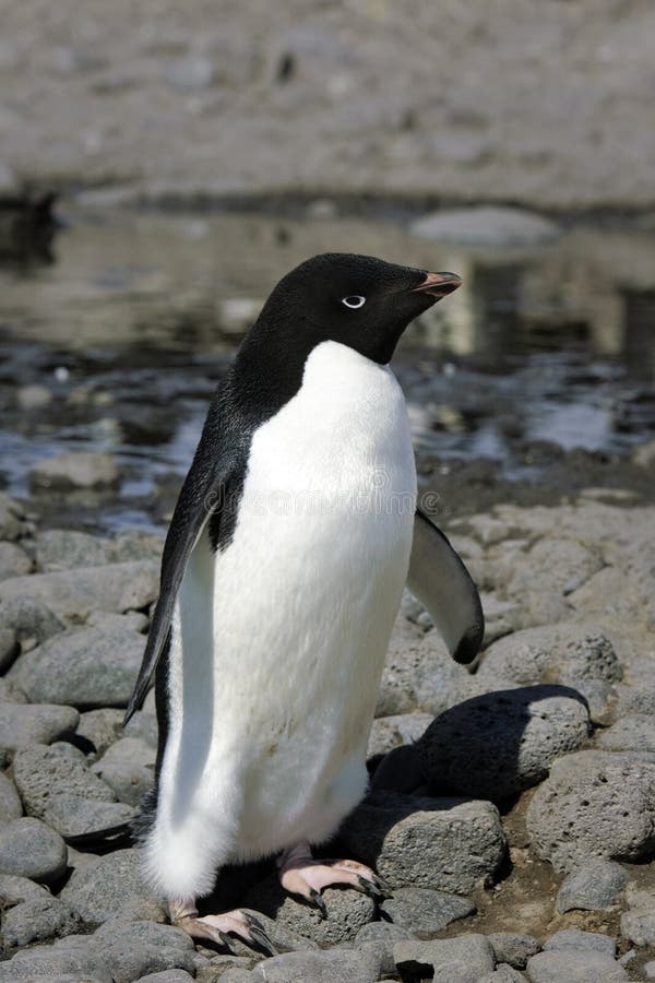 Portrait of Adelie Penguin Who Cries Stock Image - Image of safari ...